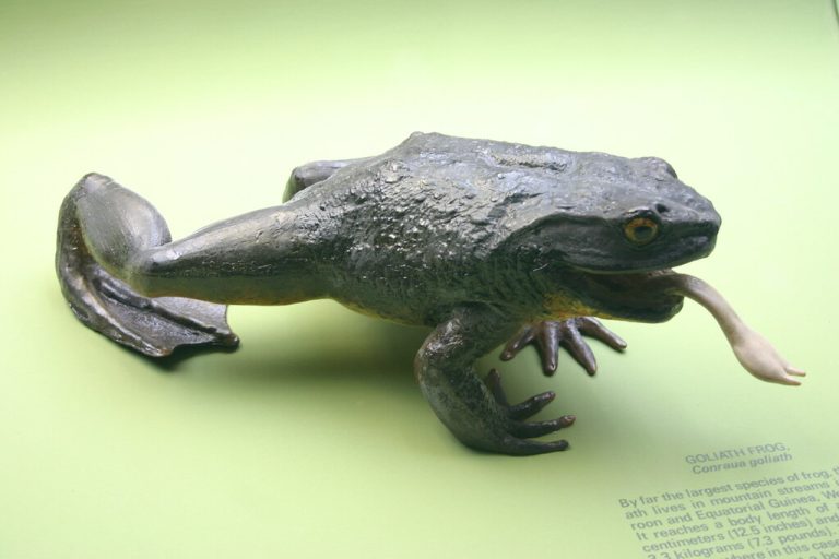 "La Rana Goliat: La rana más grande del Mundo" Curiosidades de la Biología