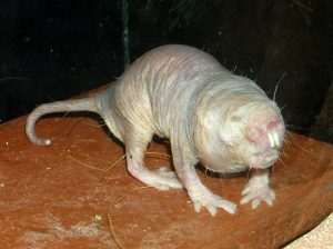 Rata topo desnuda el animal mas feo del mundo