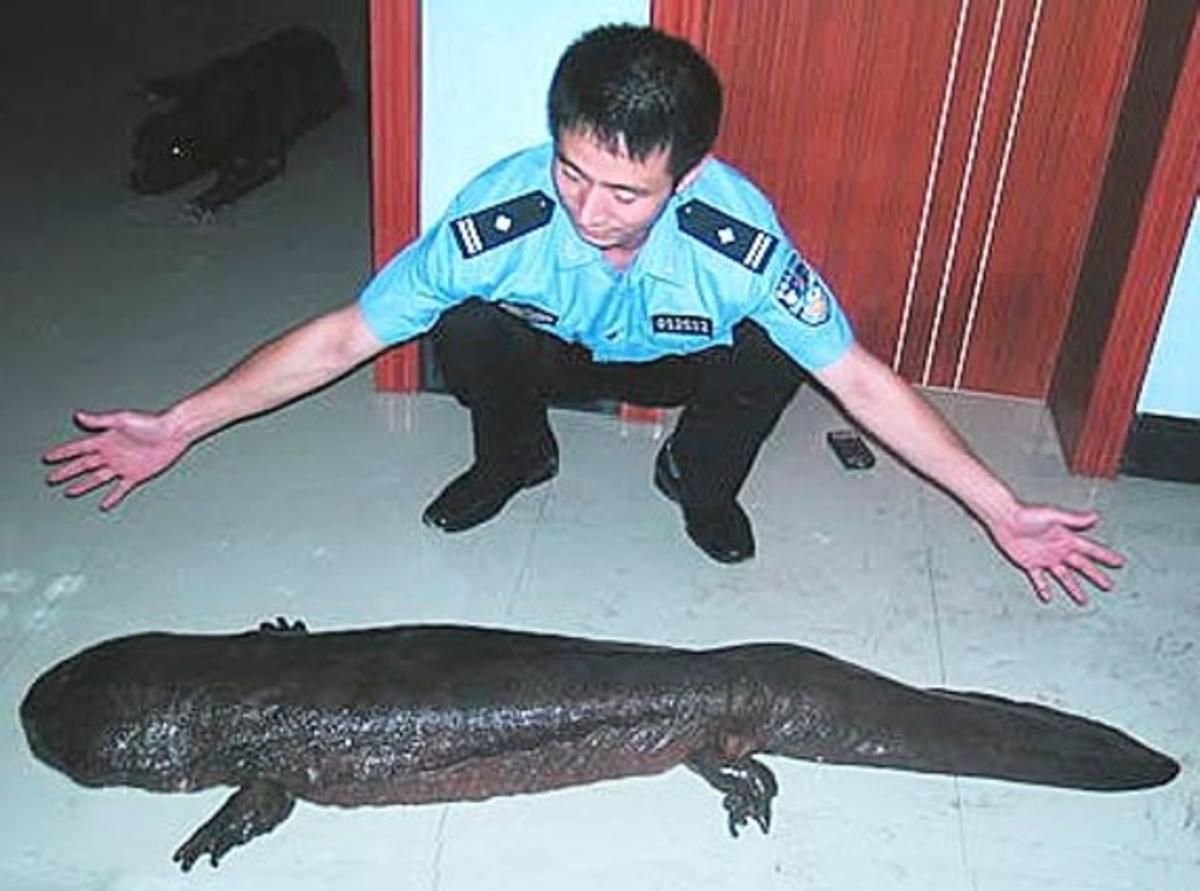 salamandra gigante china el anfibio más grande del mundo