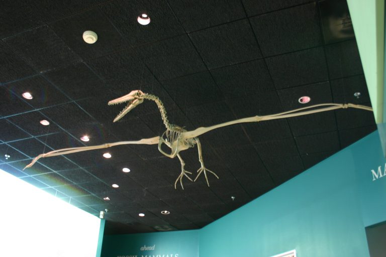 Pelagornis: El Ave con la Mayor Envergadura de la Historia